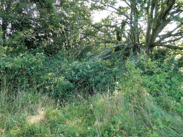 Haloing oak trees – Southwick Country Park Nature Reserve