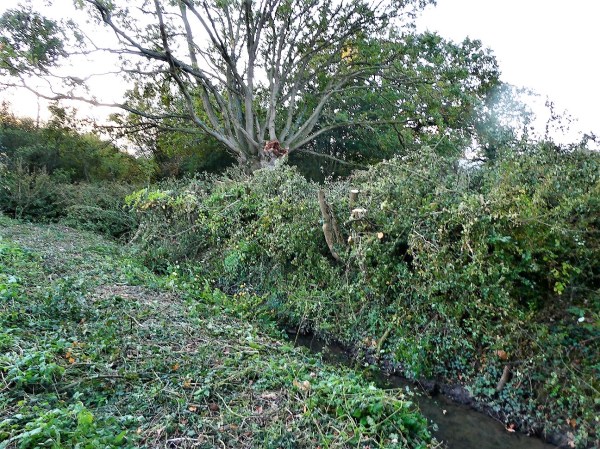 Haloing oak trees – Southwick Country Park Nature Reserve