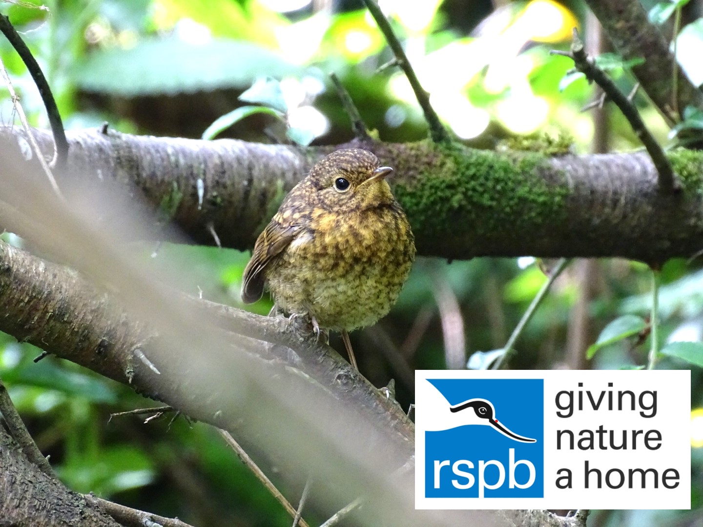 RSPB Visit – Southwick Country Park Nature Reserve