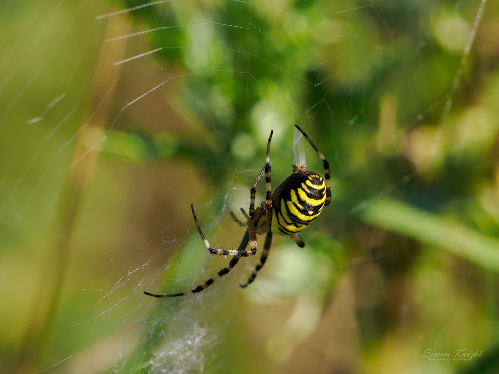 Wasp Spiders – Southwick Country Park Nature Reserve