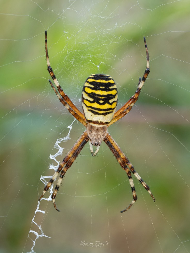 Wasp Spiders – Southwick Country Park Nature Reserve