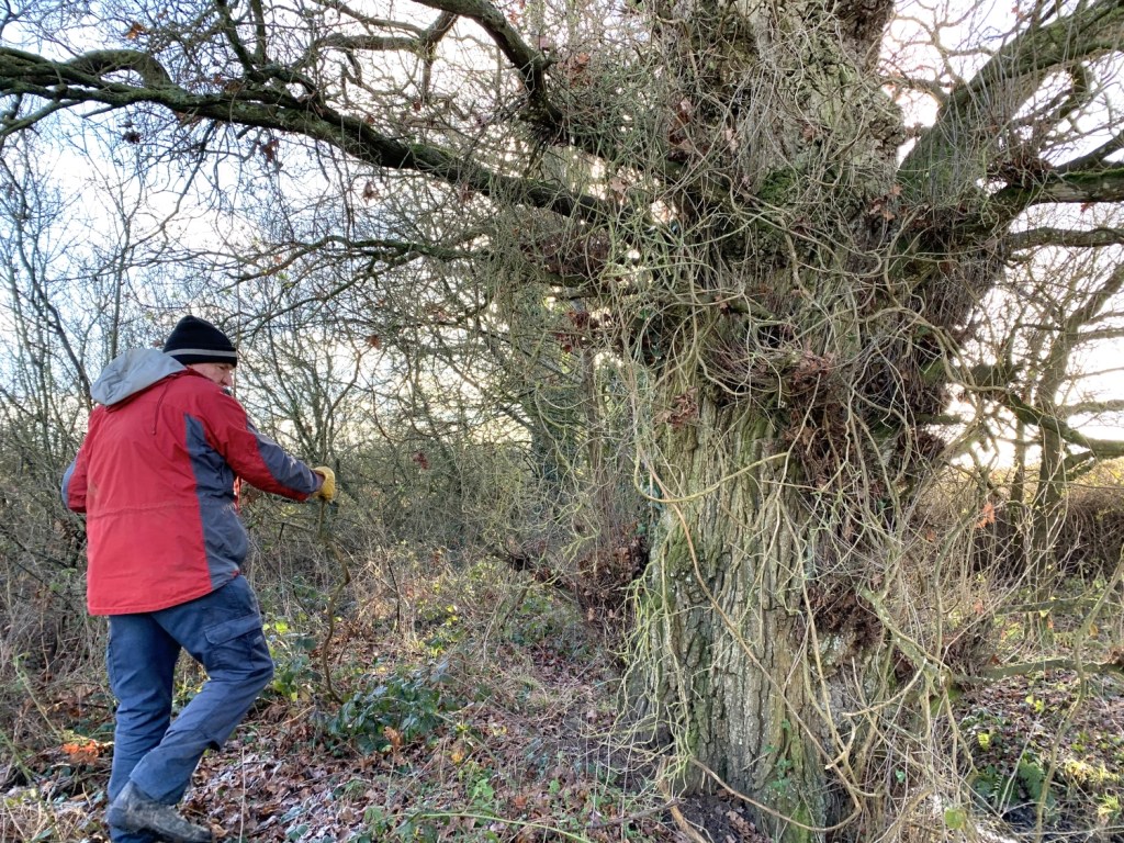 Haloing oak trees – Southwick Country Park Nature Reserve