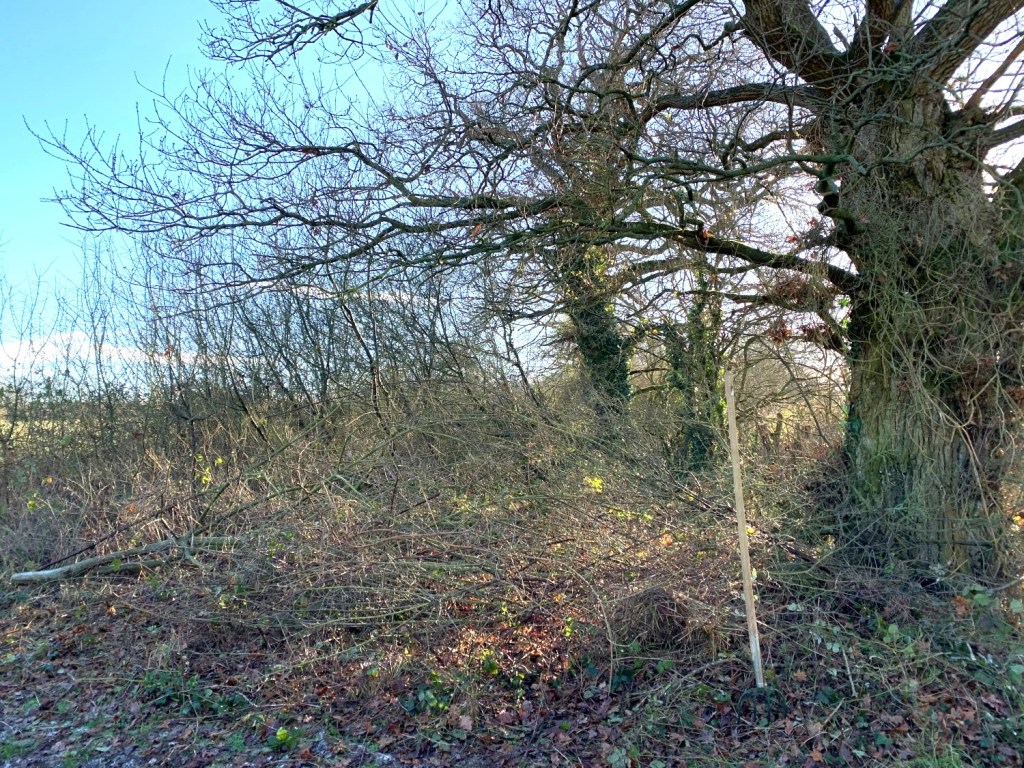 Haloing oak trees – Southwick Country Park Nature Reserve