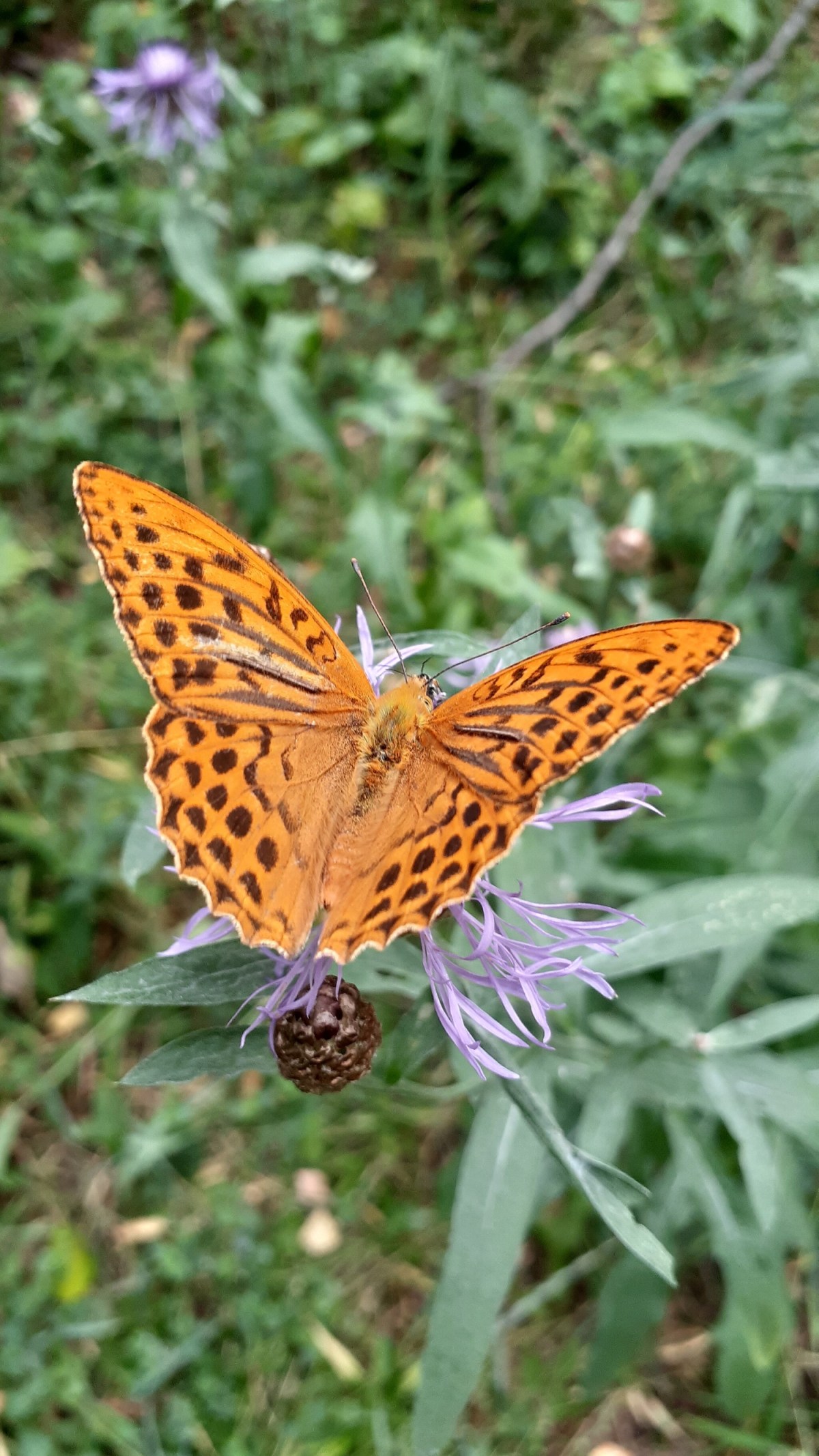 Silver washed fritillary – Southwick Country Park Nature Reserve