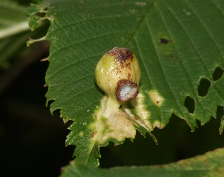 Southwick Country Park Nature Reserve
