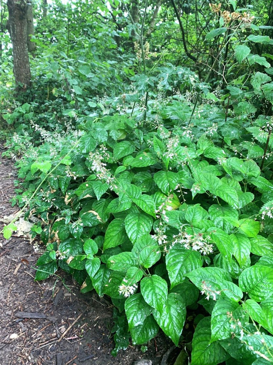 Enchanter’s nightshade – Southwick Country Park Nature Reserve