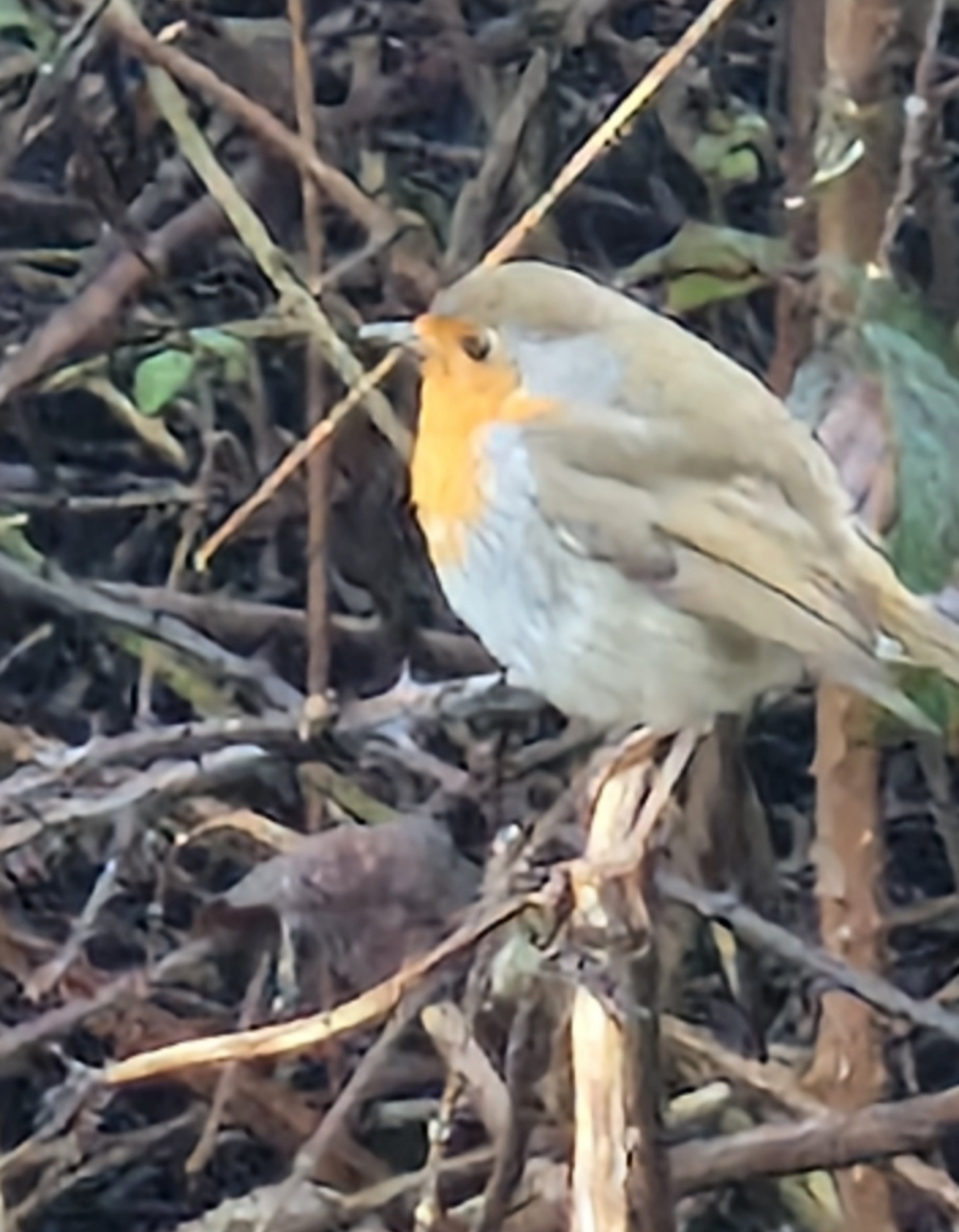 Ring barking – Southwick Country Park Nature Reserve